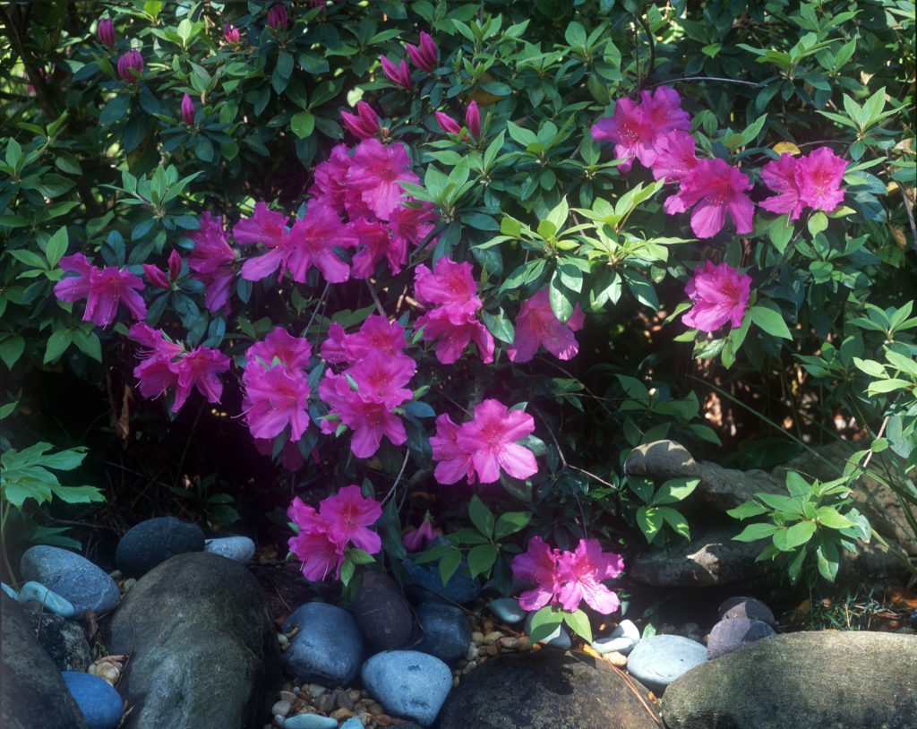 Flowers – Tom Conway Photographer Cincinnati Ohio